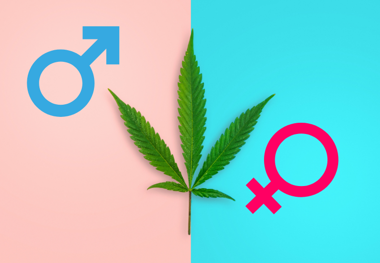 Erkennen des Geschlechts von Cannabis: Wie man männliche und weibliche Pflanzen erkennt